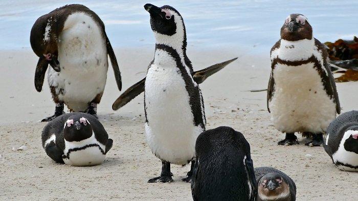Keunikan Penguin Afrika, Punya Titik-titik Hitam hingga Bersarang di ...