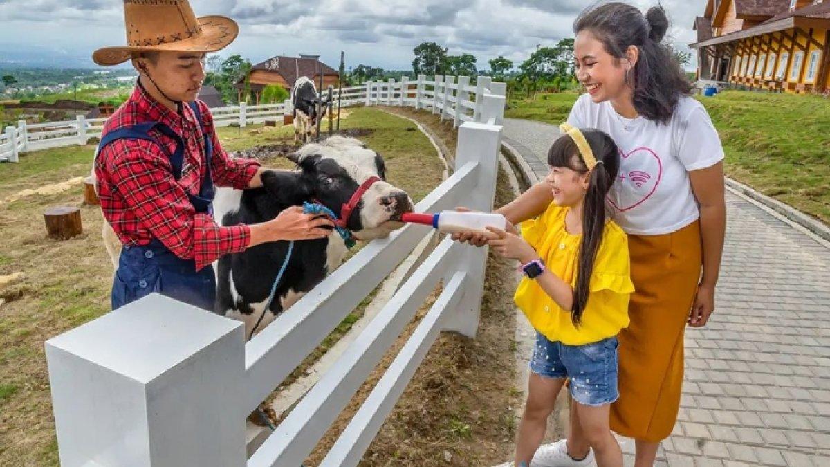 Terbaru! Harga Tiket Masuk dan Jam Operasional Cepogo Cheese Park Boyolali selama Libur Nataru ...