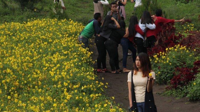 Lokasi dan HTM Taman Bunga Sapo Juma, Tempat Wisata di Karo dengan Latar Danau Toba - Tribun Travel