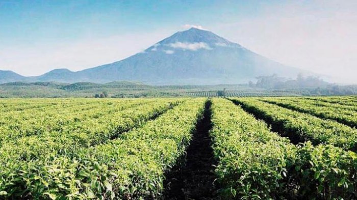 Pesona Kayu Aro, Kebun Teh Terbaik Kedua di Dunia yang Ada di Kaki ...