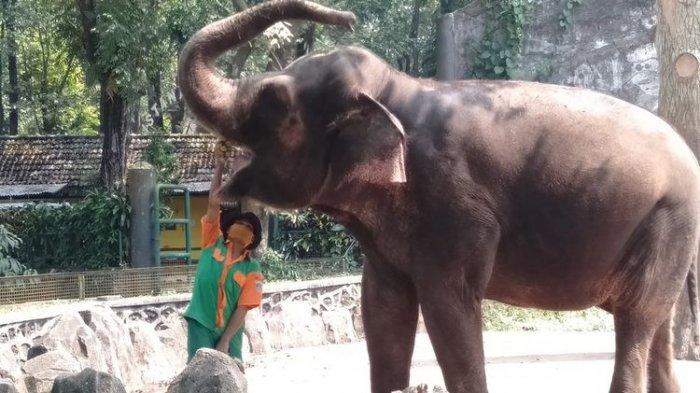 HTM dan Jam Buka Taman Margasatwa Ragunan, Wisata Ramah Keluarga dengan ...