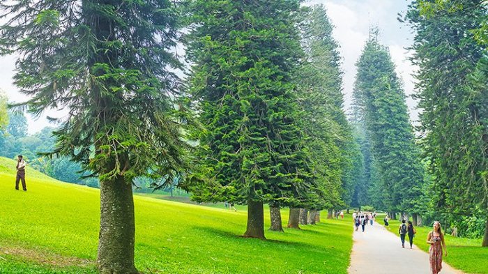 Bukan Tegak Lurus, Pohon Pinus Cook Selalu Tumbuh Miring Mengarah ke ...