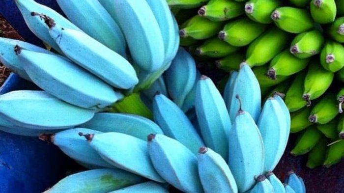 Pisang Biru, Buah yang Rasanya Mirip Es Krim dan Bermanfaat Bagi ...