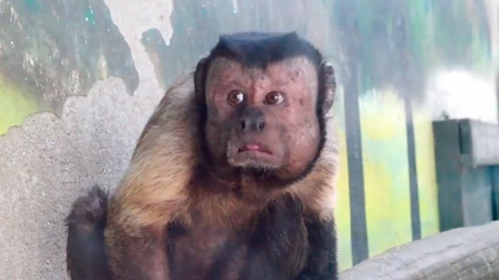Beredar Video Primata Berwajah Mirip Manusia Bikin Netter Heboh ...