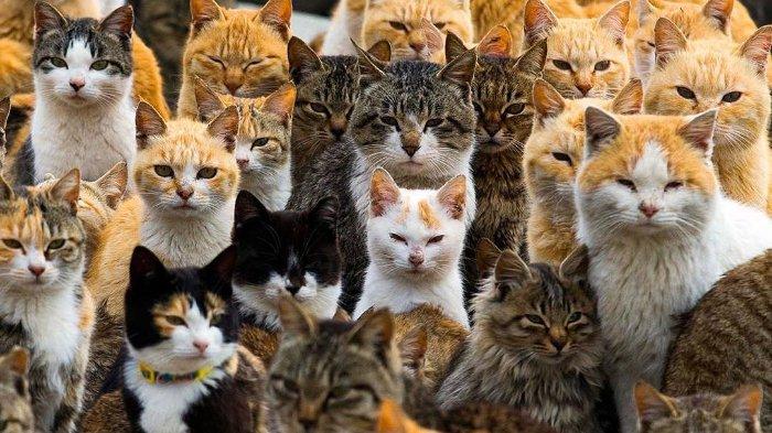 Melihat Pulau Aoshima, Destinasi Surga Para Pecinta Kucing di Jepang ...