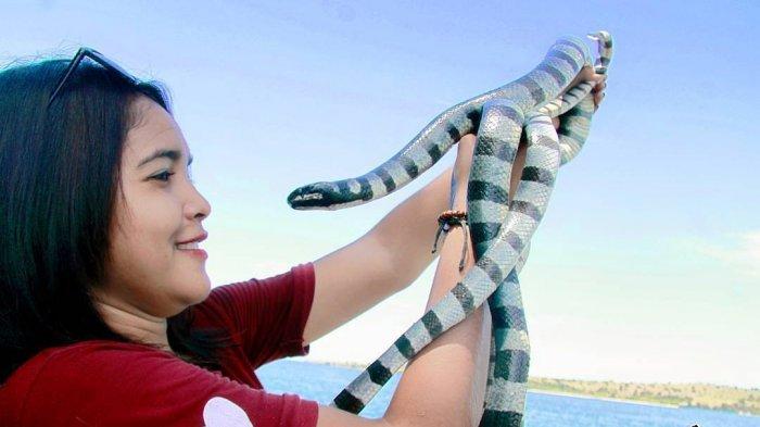Ada Pulau Ular di Bima NTB, Berbahayakah untuk Dikunjungi? - Tribun Travel