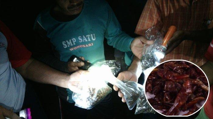 Serangga Puthul Jadi Kuliner Ekstrem Gunungkidul, Muncul Saat Awal ...