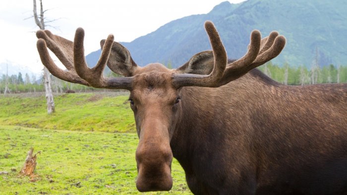Ketakutan Dirubung Wisatawan, Rusa Moose Mati Tenggelam di Danau di ...