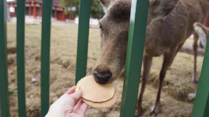 Rusa di Nara 'Kecanduan' Kue Beras yang Biasa Diberi Wisatawan, Kini ...