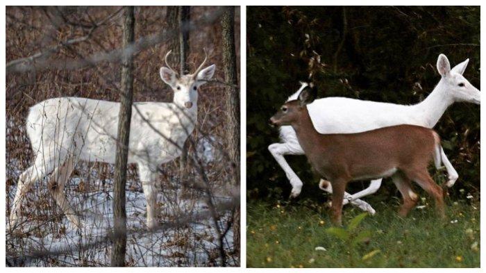 Melihat Tempat Perlindungan Rusa Putih Terbesar di Dunia yang Unik dan ...
