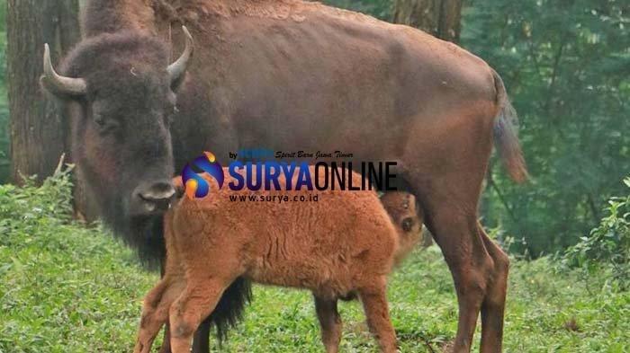 Taman Safari Prigen Pasuruan Berhasil Kembangbiakkan Bison dari Eropa ...