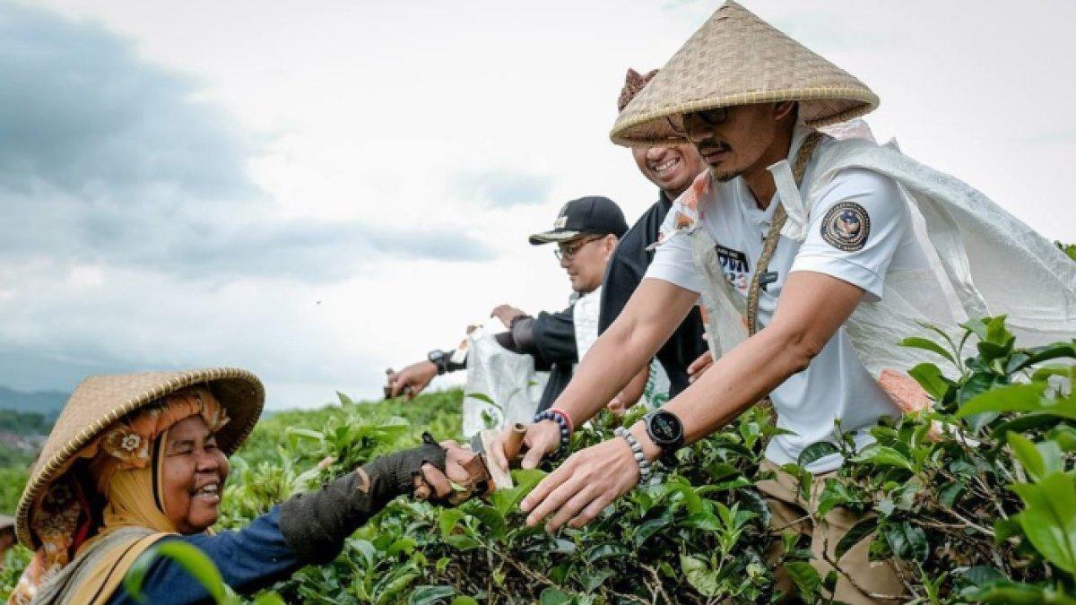 Sandiaga Uno Asyik Panen di Kebun Teh, Terlihat Melokal saat Pakai ...