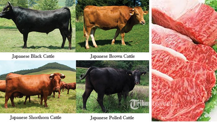 6 Fakta Sapi Wagyu, Dipijat hingga Minum Bir, Halalkah Kurban dengan ...