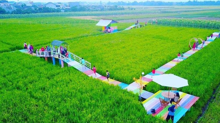Sawah Instagramable Baru Jadi Tempat Wisata di Pemalang yang Hits, Cocok Buat Foto-foto - Tribun ...