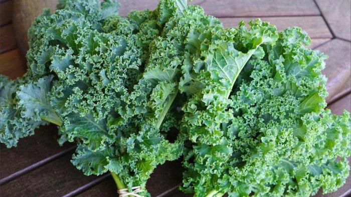 Bentuknya Mirip Selada dengan Warna Lebih Pekat, Apa Itu Sayur Kale ...