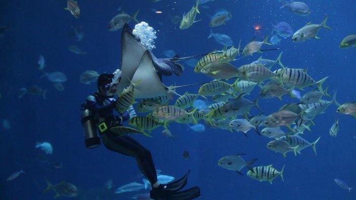 3 Spot Diving di Bali yang Jadi Surganya Penyelam, Mampir ke Pantai ...