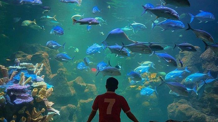 Liburan Virtual di Seaworld Ancol, Jelajahi Keindahan Bawah Laut Tanpa ...