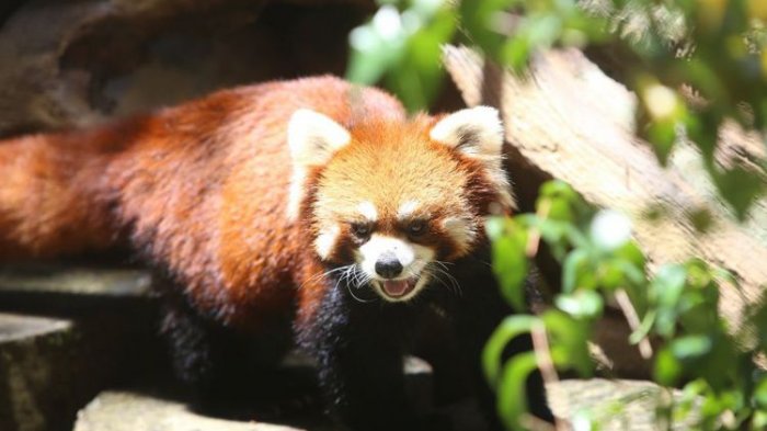 Jauh Lebih Kecil dari Pada Raksasa, Rubah Api di Taman Safari Indonesia ...