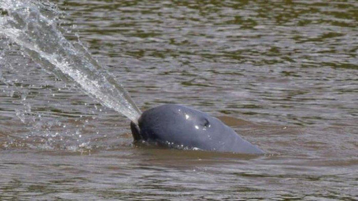 Viral Video Pesut Terdampar dan Penuh Sampah, Apa Penyebabnya? - Tribun ...