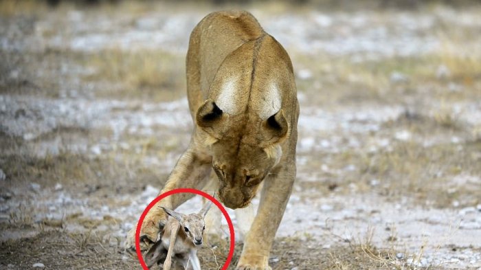 Terenyuh! Bukan Dimangsa, Singa Betina Elus-elus Bayi Rusa bak Anak ...