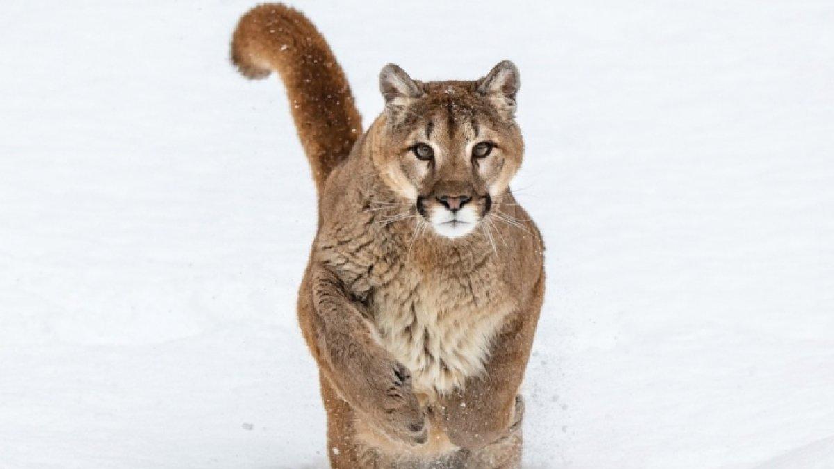Singa Gunung Mencakar Kepala Turis saat Berendam di Air Panas Dekat ...