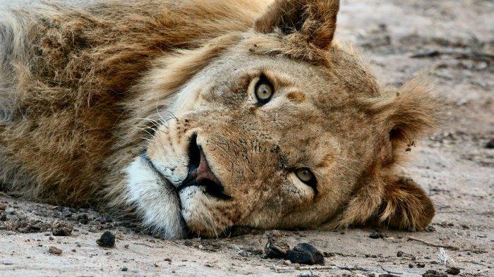 4 Singa Asia di Night Safari Singapura Terinfeksi Covid-19, Alami ...