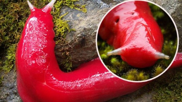 Sekilas Mirip Jelly, Hewan Langka Berwarna Merah Ini Ternyata Hanya ...
