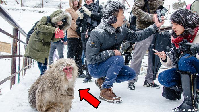Jigokundani Snow Monkey Park - Sisi Lain Keindahan Alami Jepang, Monkey ...