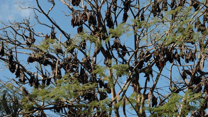 Traveling Soppeng - Unik! Selain Vila untuk Ratu Belanda, Hewan Inilah ...