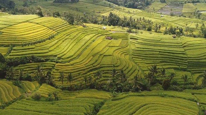 Menelusuri Pesona Subak Jatiluwih Bali, Warisan Budaya Dunia UNESCO dengan Filosofi Tri Hita ...