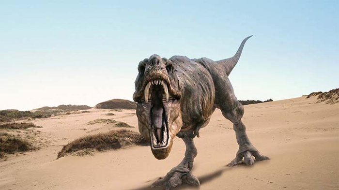 6 Fakta Unik Tentang Dinosaurus, Ayam Ternyata Keturunan Tyrannosaurus ...