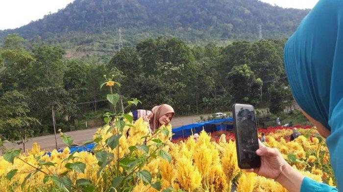 Indahnya Taman Bunga Celosia di Aceh Besar, Cocok Dikunjungi Pemburu ...