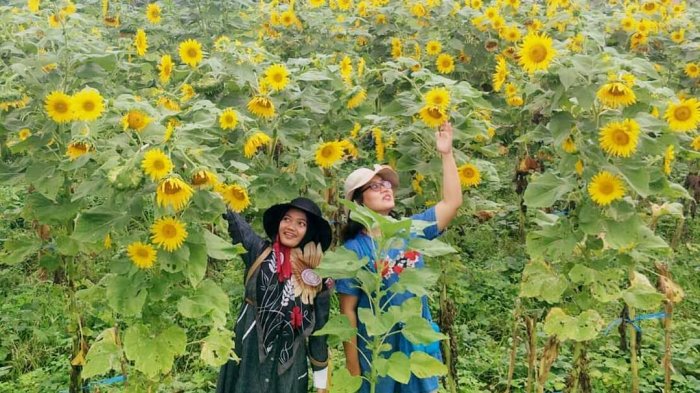 Dari Magelang hingga Malang, Inilah 6 Lokasi Taman Wisata Bunga ...