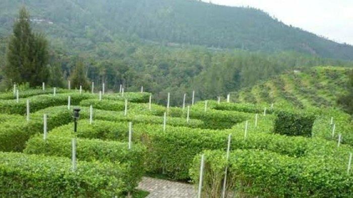 Pesona Wisata Taman Labirin Simalem, Liburan Seru Seperti Masuk ke ...