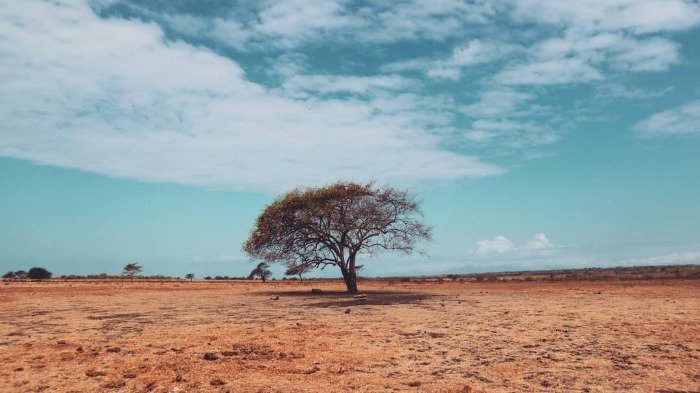 Menelusuri Keindahan Taman Nasional Baluran yang Dijuluki Little Africa van Java - Tribun Travel