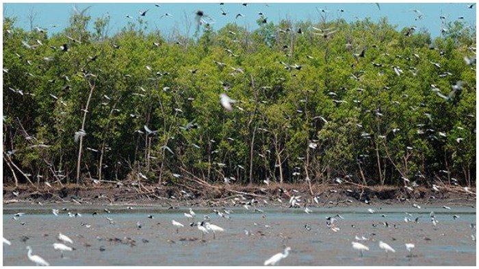 5 Fakta Unik Taman Nasional Sembilang Sumatera Selatan, Harus Naik ...