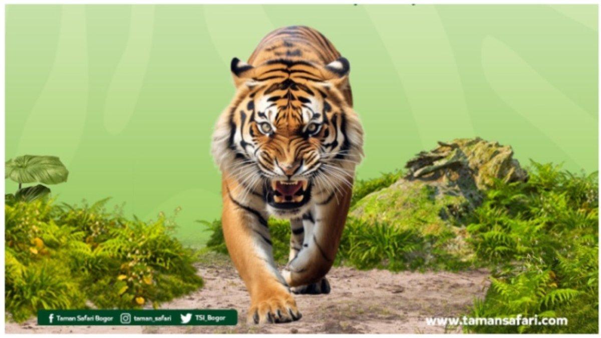 Viral! Harimau di Taman Safari Bogor Gigit Ban Mobil Pengunjung hingga ...