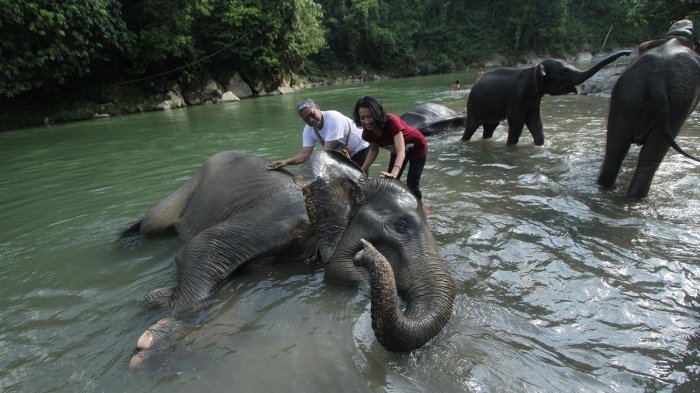 Itinerary Tangkahan Sumatera Utara 2 Hari 1 Malam, Bisa Jelajah Alam ...