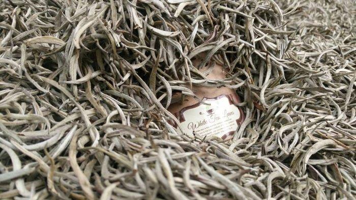 Mengenal Teh Putih, Teh Termahal di Dunia yang Berasal dari Indonesia ...