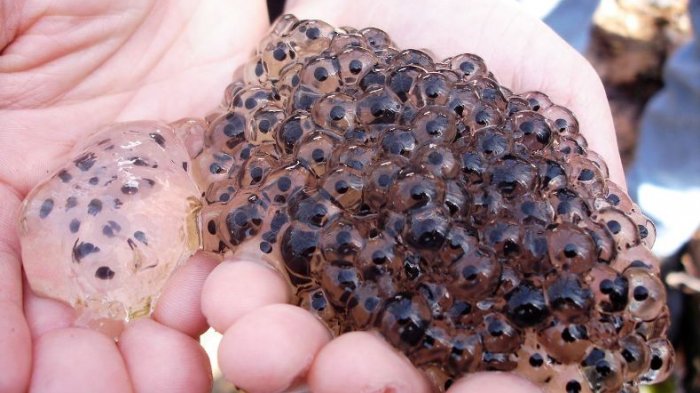 Jijik Sih, tapi Siapa Sangka Ini Manfaat Telur Katak Bagi Kulit ...