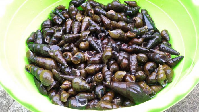 Gulai Tengkuyung - Mengejutkan! Hewan Kecil yang Menempel di Batu Ini ...