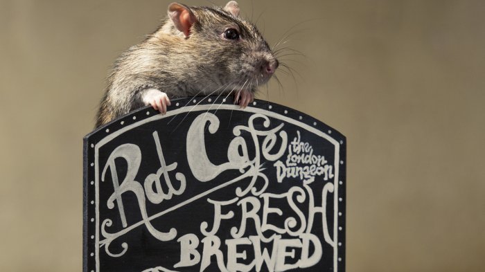Rat Cafe - Aneh! Bukan Dimusnahkan, Kafe Ini Malah Tawarkan Sensasi ...