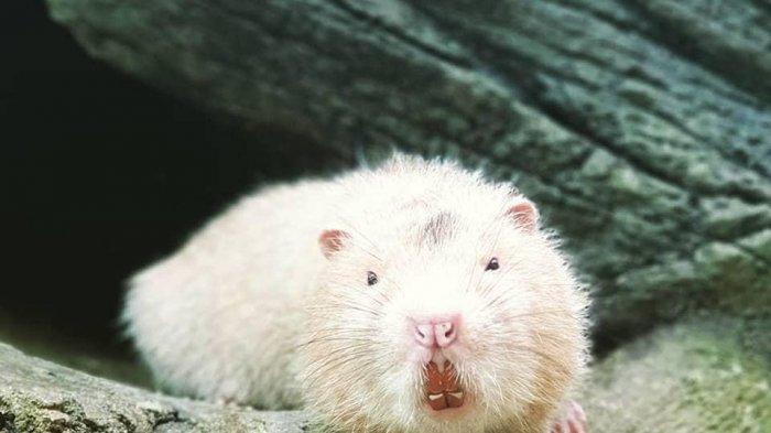 Sebelum Pandemi Covid-19, China Pernah Bayar Warganya untuk Ternak ...