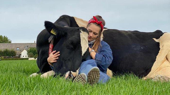 Di Peternakan ini Ada Layanan Peluk Sapi untuk Redakan Stres - Tribun ...