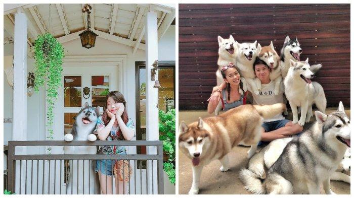 True Love Cafe, Kafe Unik Khusus untuk Para Pencinta Anjing di Thailand ...