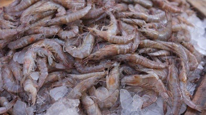 6 Jenis Udang Laut yang Populer dan Enak untuk Dikonsumsi, dari Udang ...