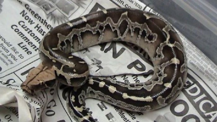 13 Jenis Piton Ini Tersebar di Berbagai Daerah di Indonesia! Wajib Tahu ...