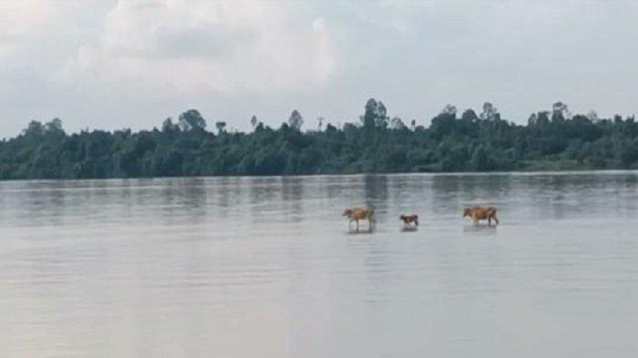 Viral Video Gerombolan Sapi Melintas di Tengah Sungai Kapuas Bikin ...