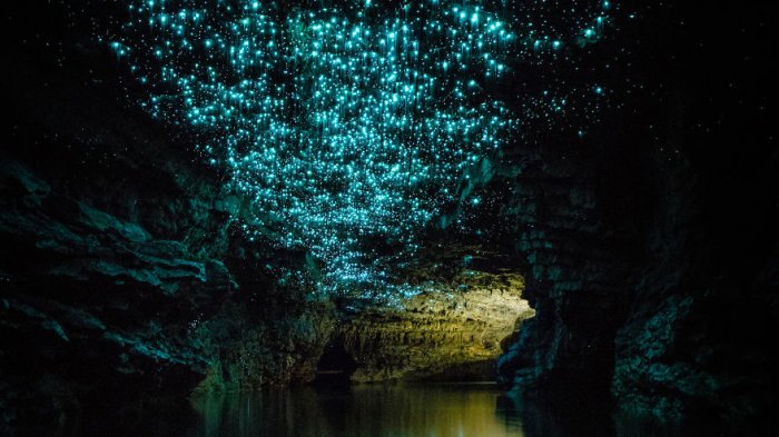 Glowworm Caves, Gua Cantik Penuh Cacing Bercahaya di Selandia Utara ...