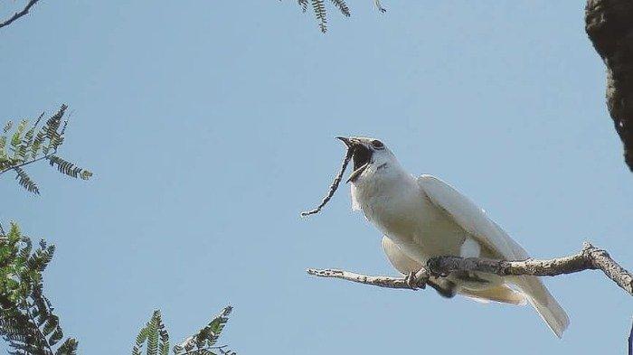 Fakta Unik White Bellbird, Burung yang Suaranya Tidak Aman Buat Telinga ...